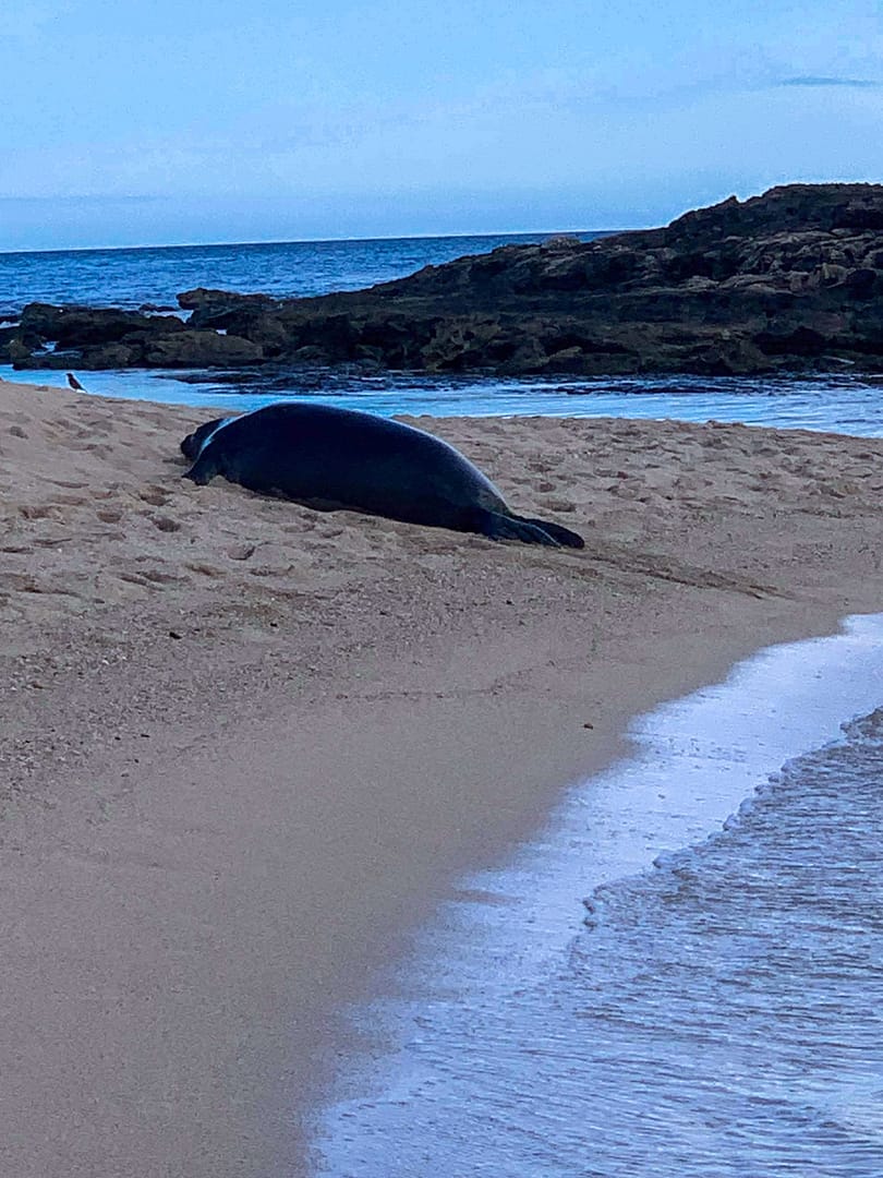 Protecting the Hawaiian Monk Seal - ON THE ROAD WITH RED