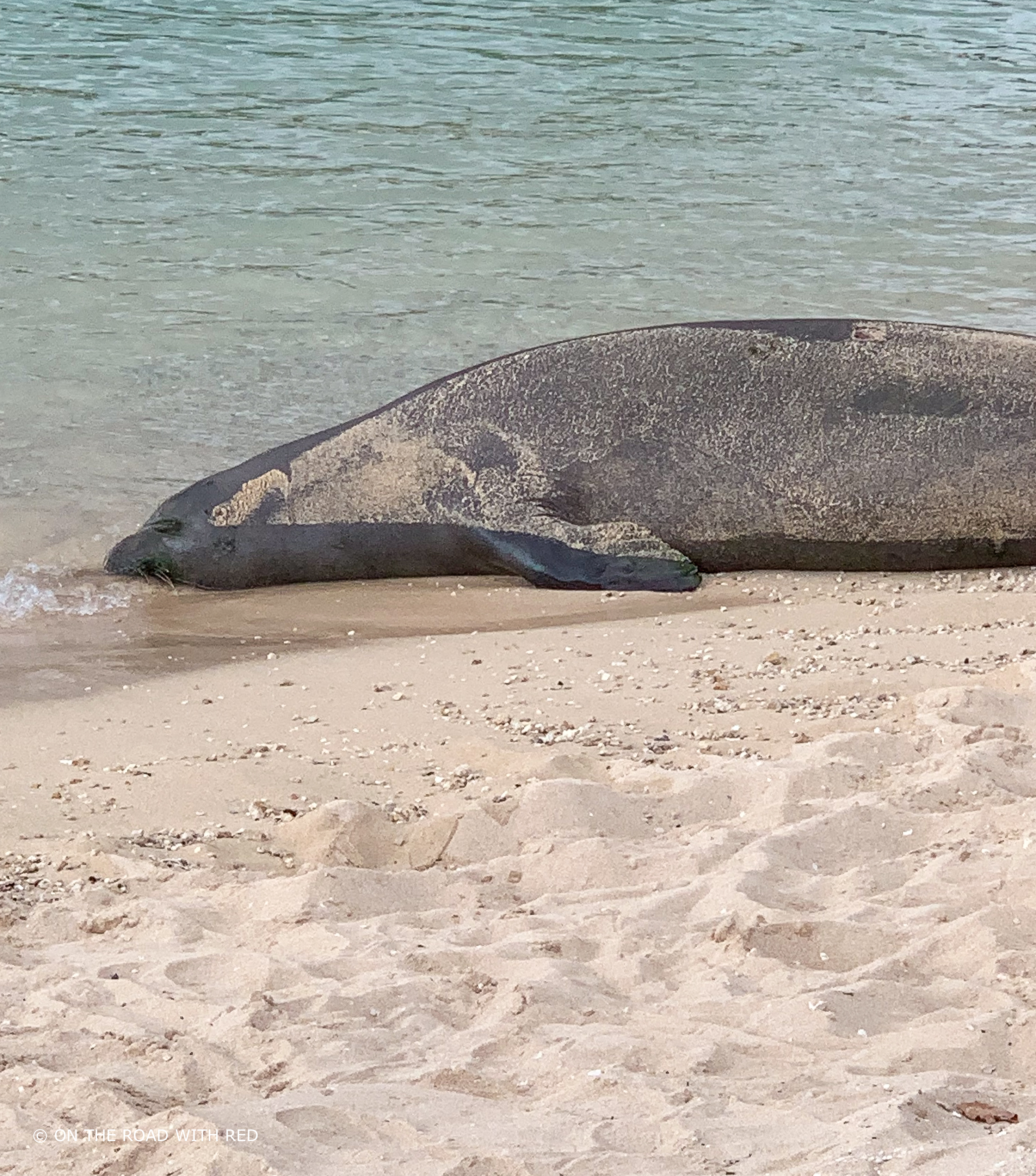 Protecting the Hawaiian Monk Seal - ON THE ROAD WITH RED